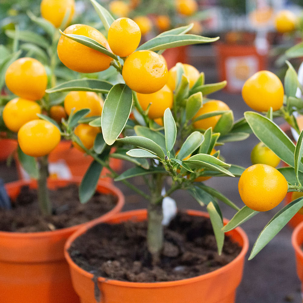 Citrus Trees – Farmington Gardens