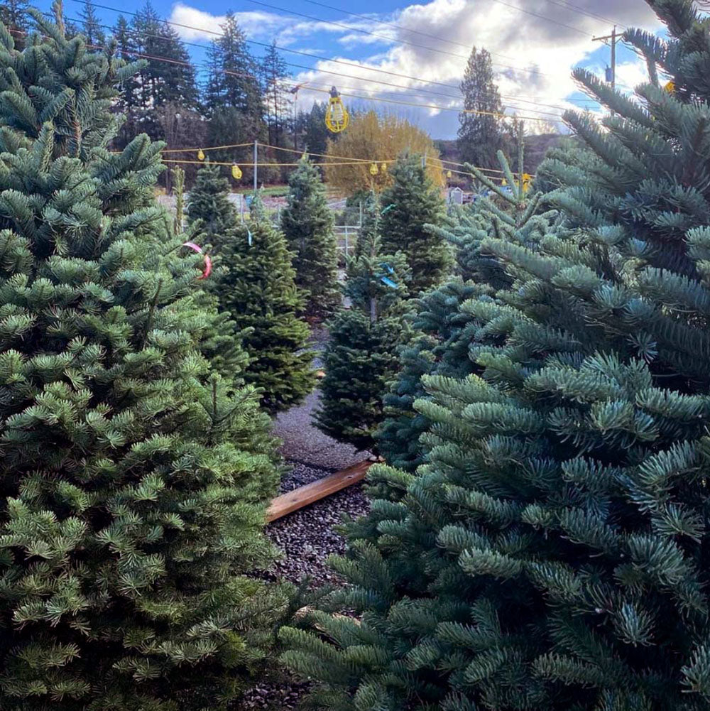 Cut Christmas Trees – Farmington Gardens