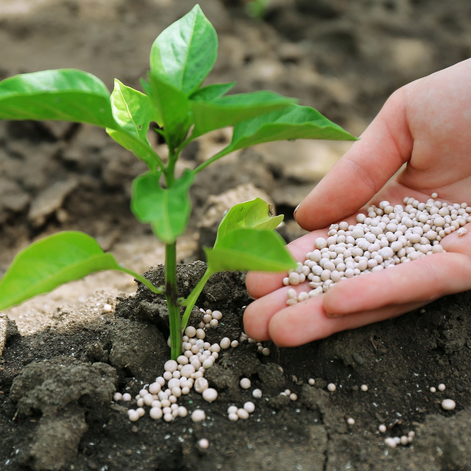 Fertilizers – Farmington Gardens