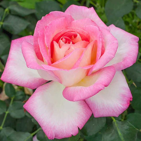 Hybrid Tea (HT) Roses – Farmington Gardens