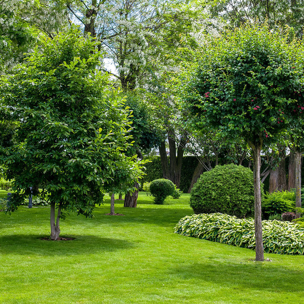 Trees – Farmington Gardens
