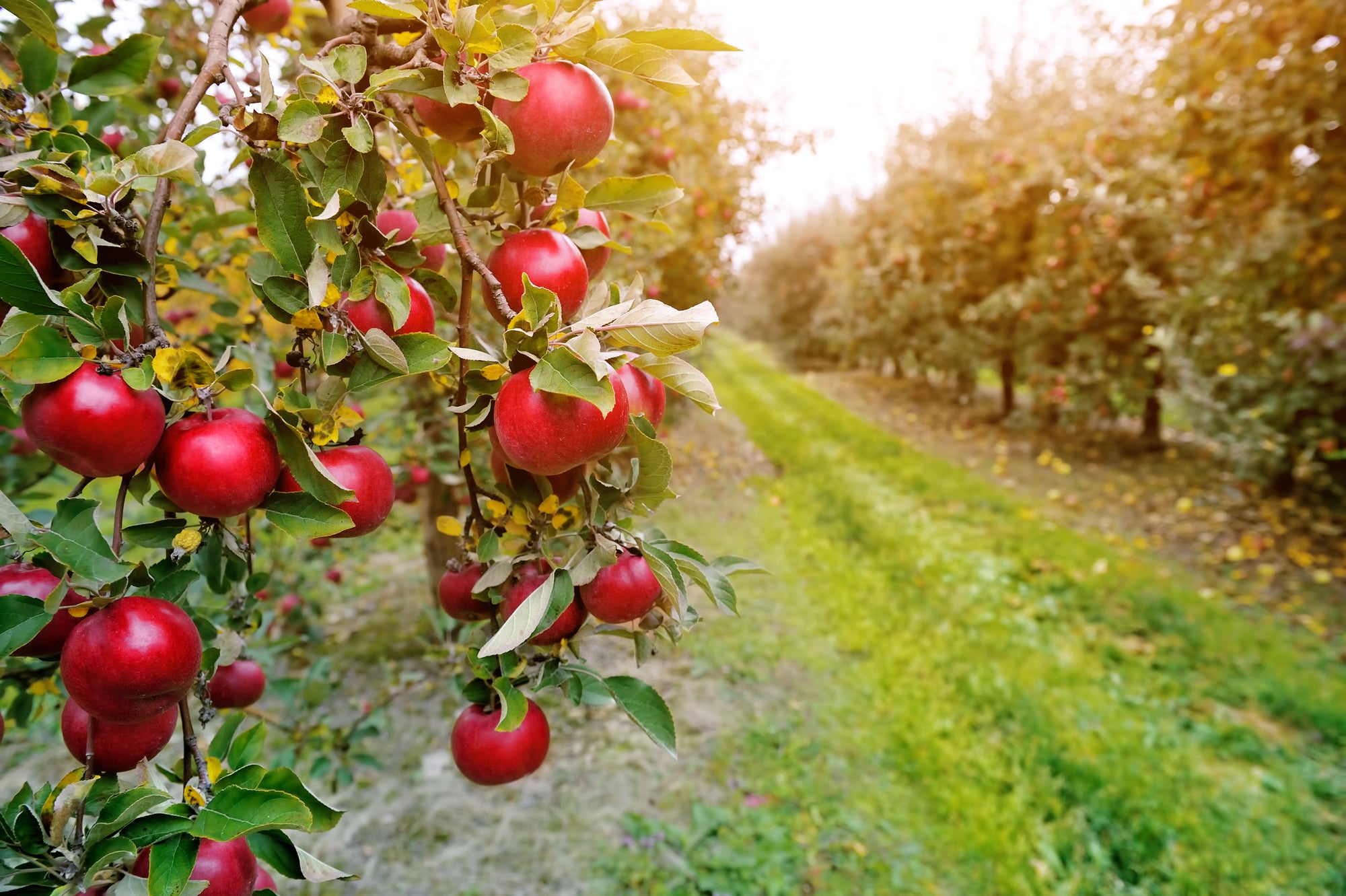 Edibles-Fruit Trees – Farmington Gardens