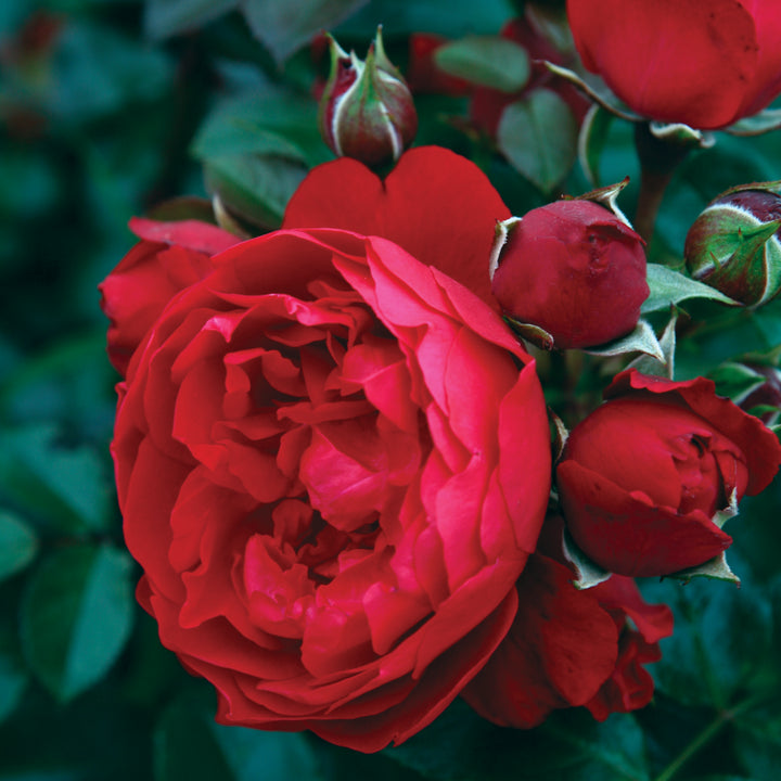 Products – Farmington Gardens