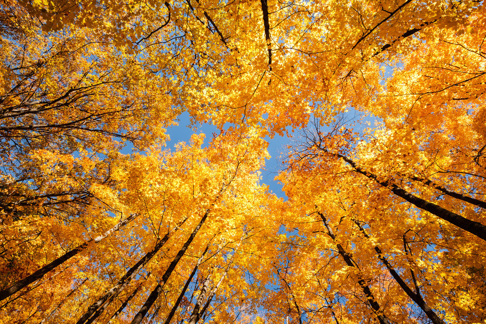 Tree Care – Farmington Gardens