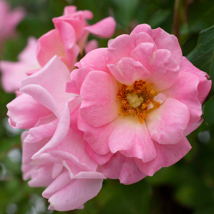 Roses – Farmington Gardens