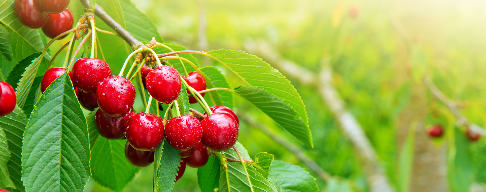Edibles-Cherry Trees – Farmington Gardens
