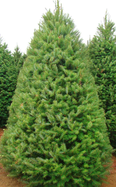 Cut Christmas Trees – Farmington Gardens
