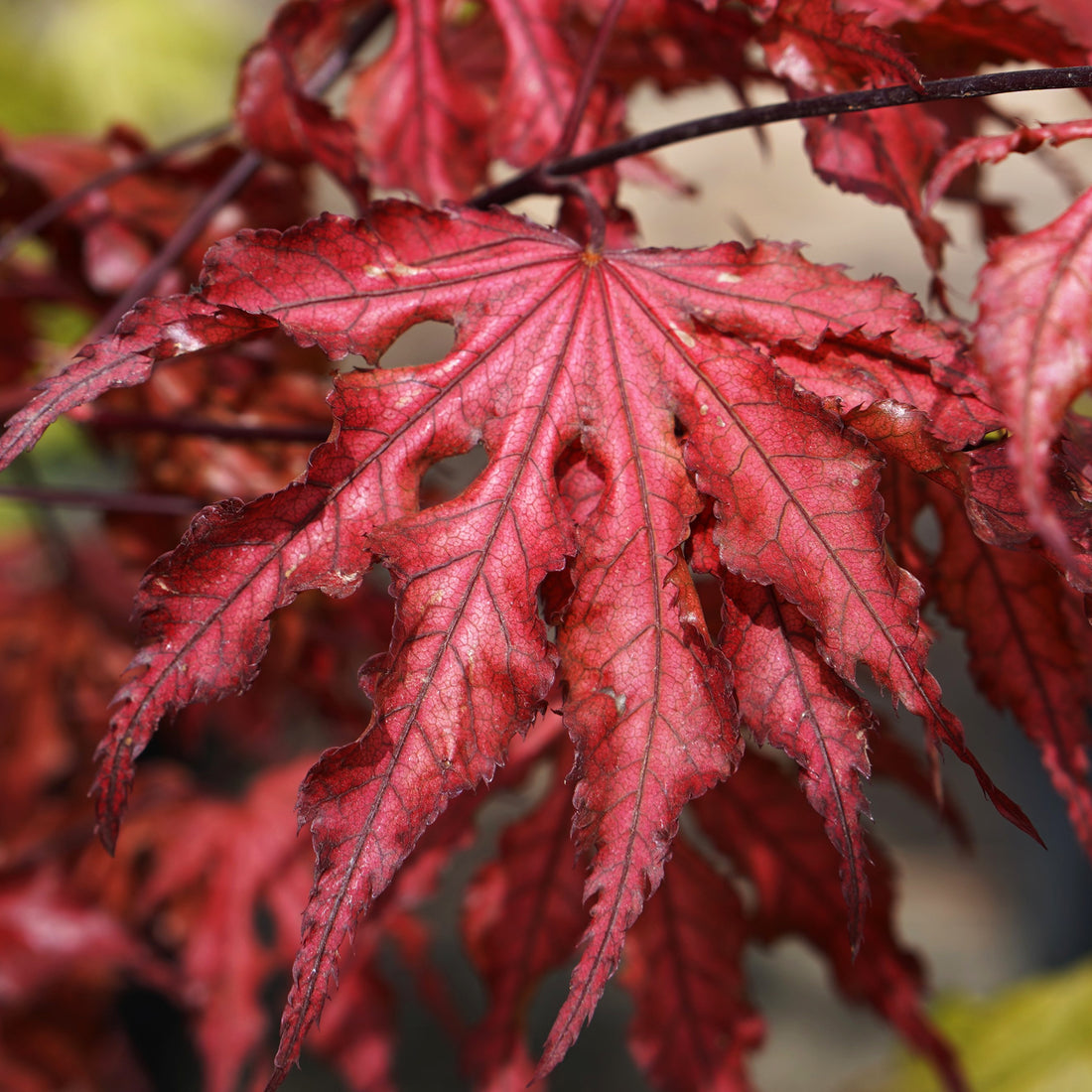 Purple Ghost Japanese Maple - 3 gallon – Farmington Gardens