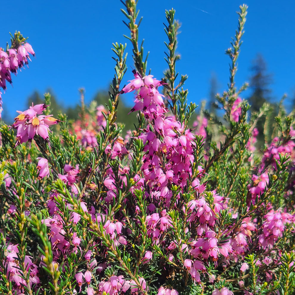 Erica 'Mediterranean Pink' - 1 gallon – Farmington Gardens