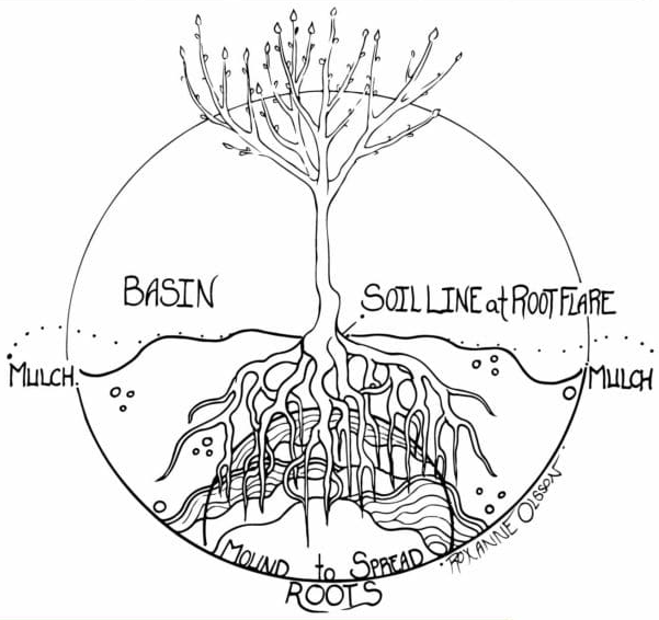 Edibles-Fruit Trees – Farmington Gardens