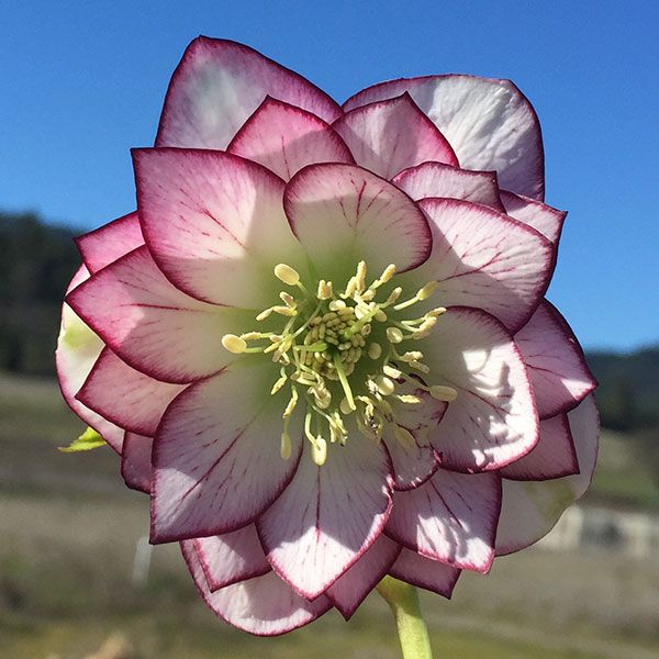 Hellebores – Farmington Gardens