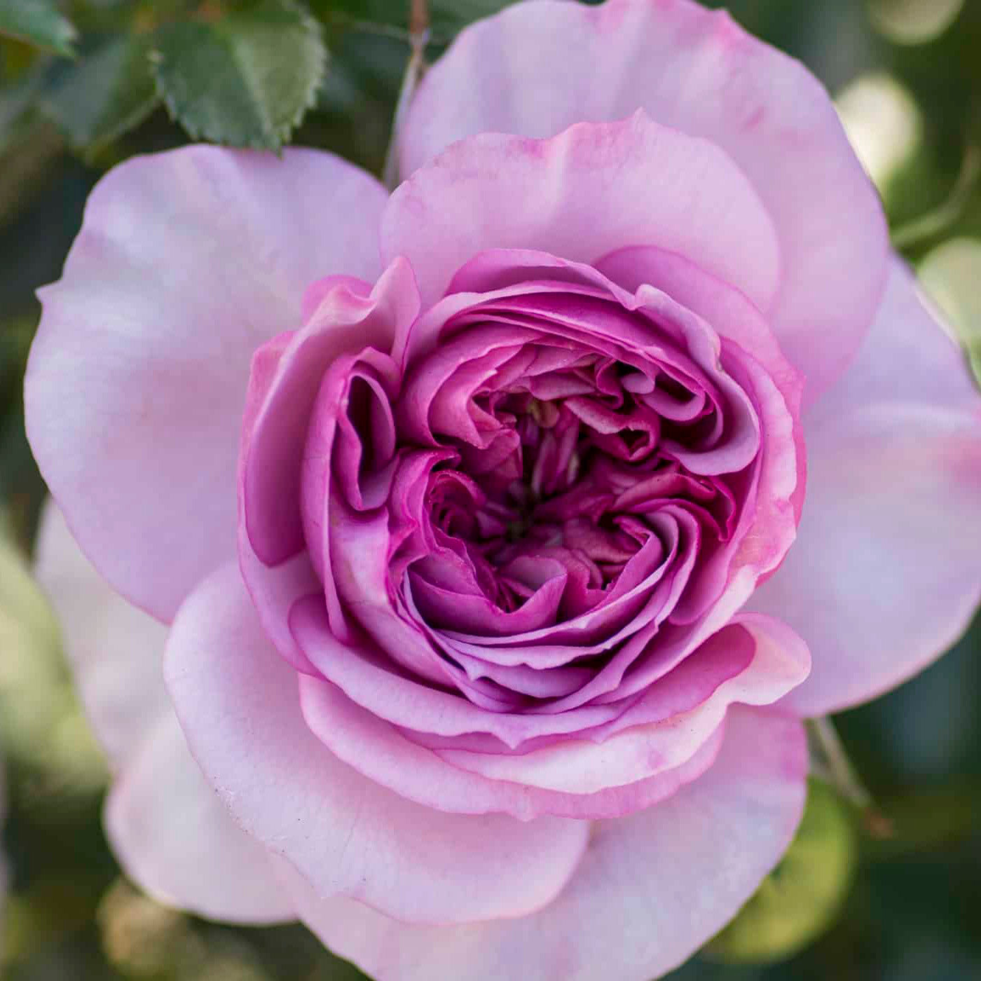 Rosa 'Veranda Lavender' FL - 3 gallon – Farmington Gardens