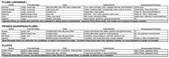 Edibles-Plum Trees – Farmington Gardens