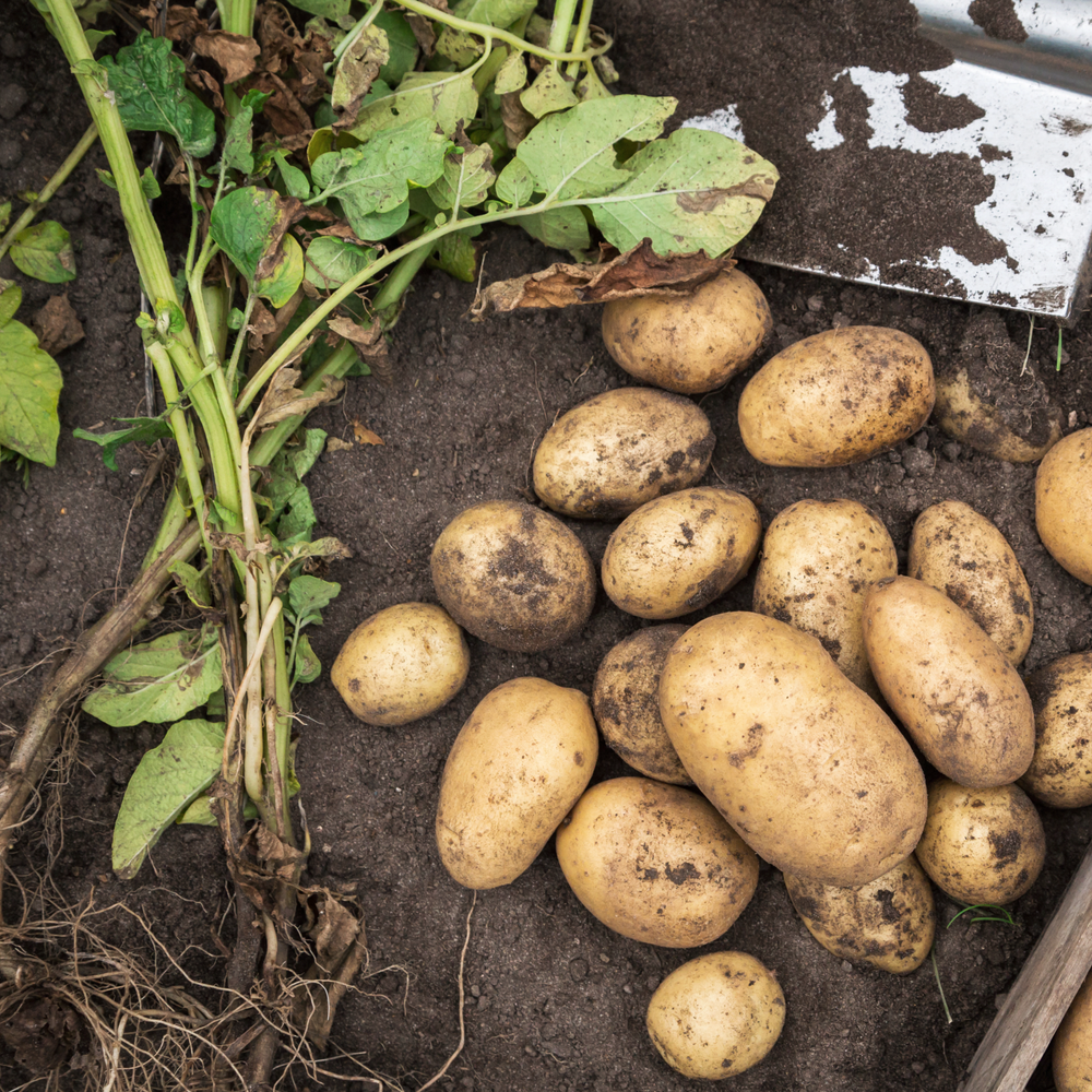 Edibles-Information – Farmington Gardens