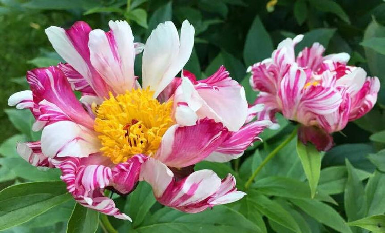 Peonies – Farmington Gardens