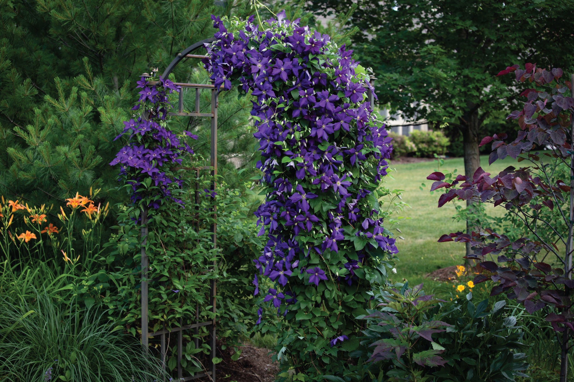 Clematis plant store